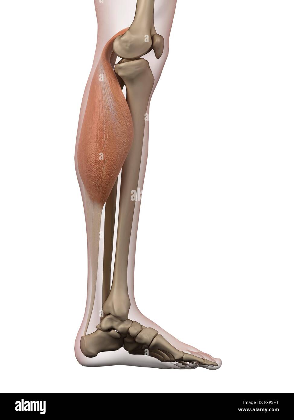 Anatomia polpaccio muscolo immagini e fotografie stock ad alta ...