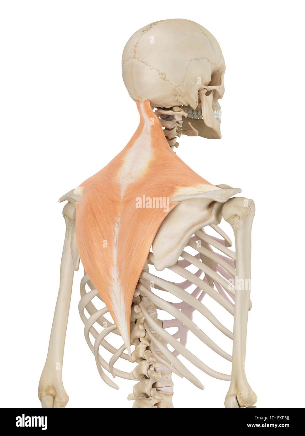 Muscoli umani della schiena e del collo immagini e fotografie stock ad ...