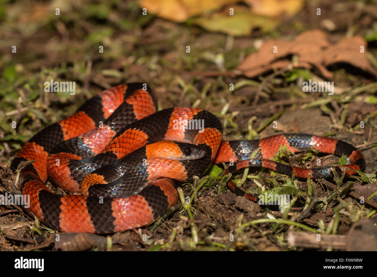 Calico falso serpente corallo immagini e fotografie stock ad alta ...