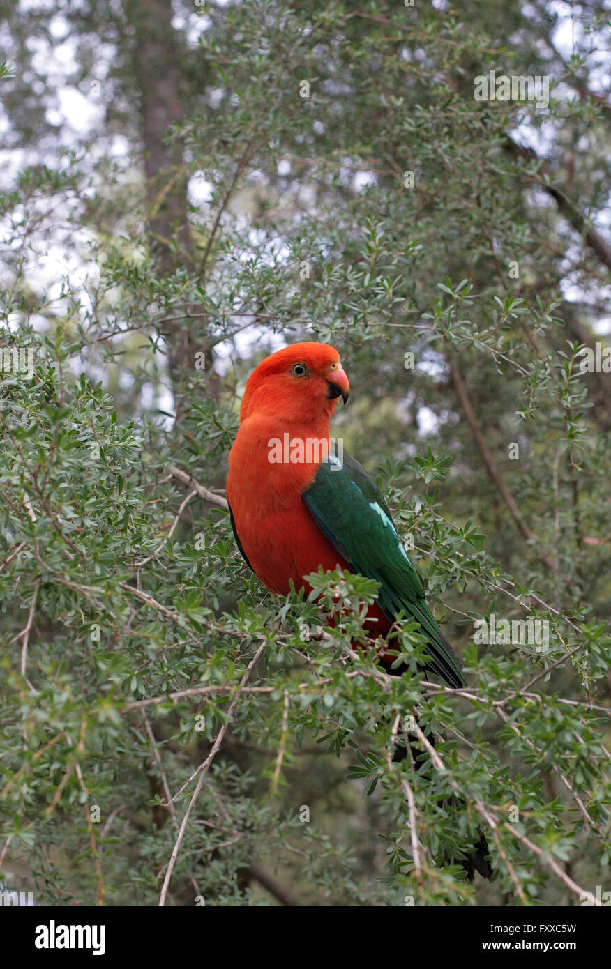 Australian native birds immagini e fotografie stock ad alta risoluzione ...