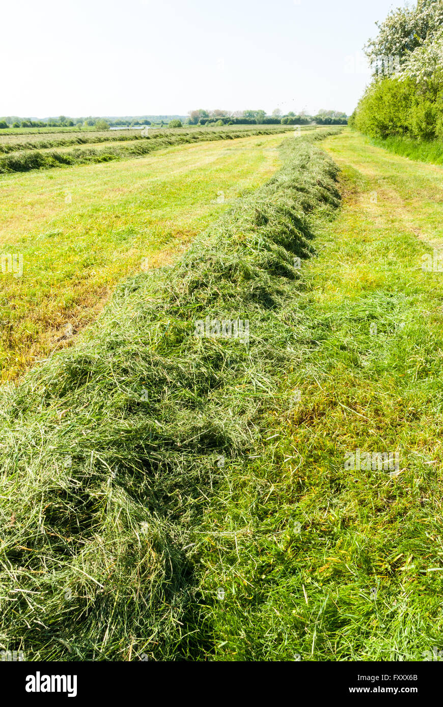 Stagione della fienagione immagini e fotografie stock ad alta ...