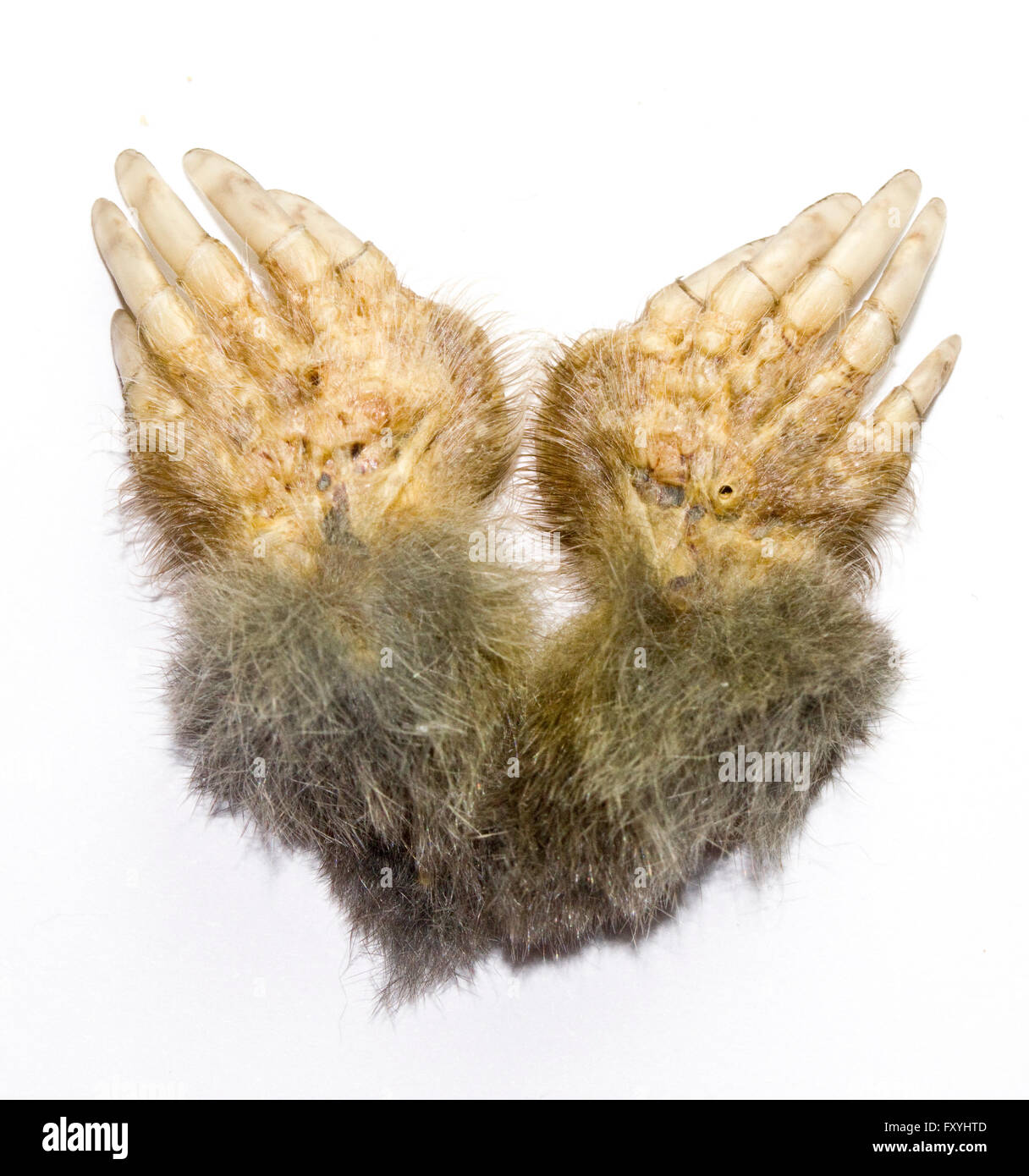 Mani con artigli immagini e fotografie stock ad alta risoluzione - Alamy