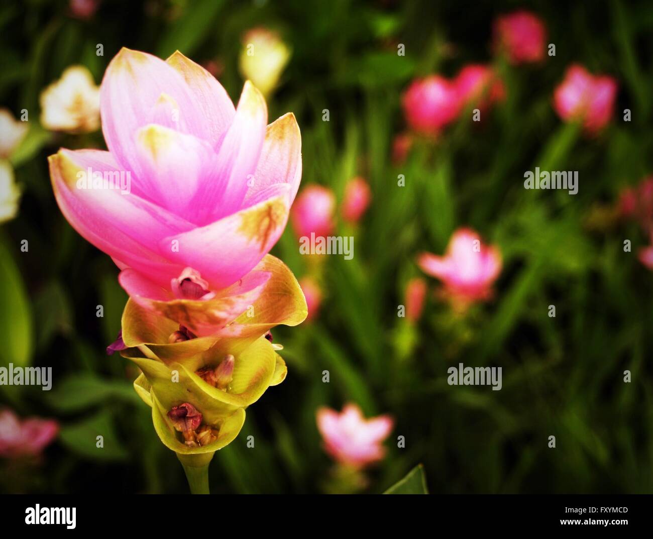 Tulipani siam immagini e fotografie stock ad alta risoluzione - Alamy