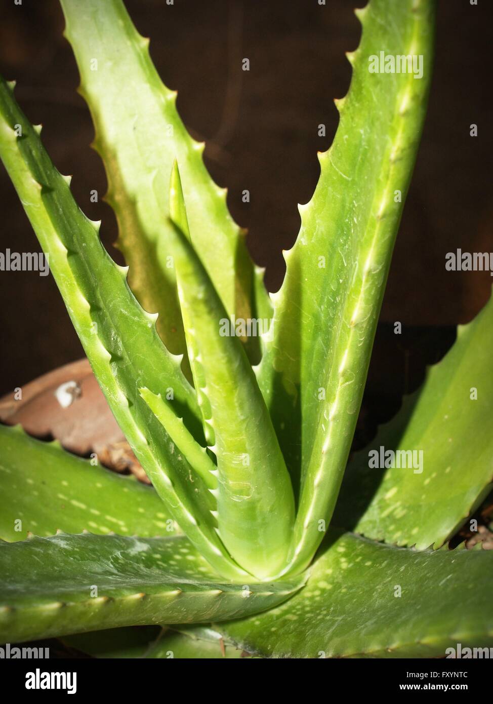 Foto di aloe vera immagini e fotografie stock ad alta risoluzione - Alamy