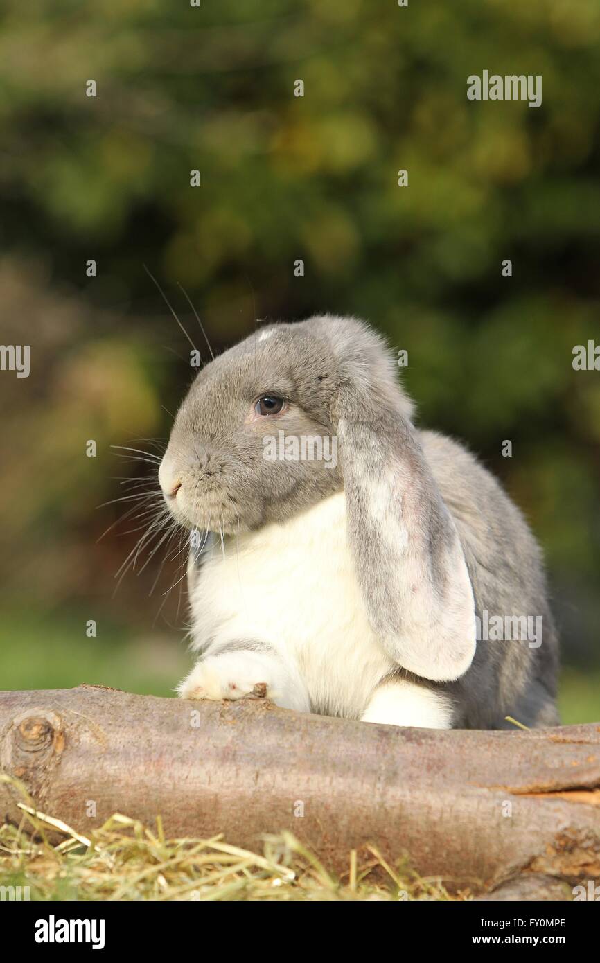 Lop ear immagini e fotografie stock ad alta risoluzione - Alamy