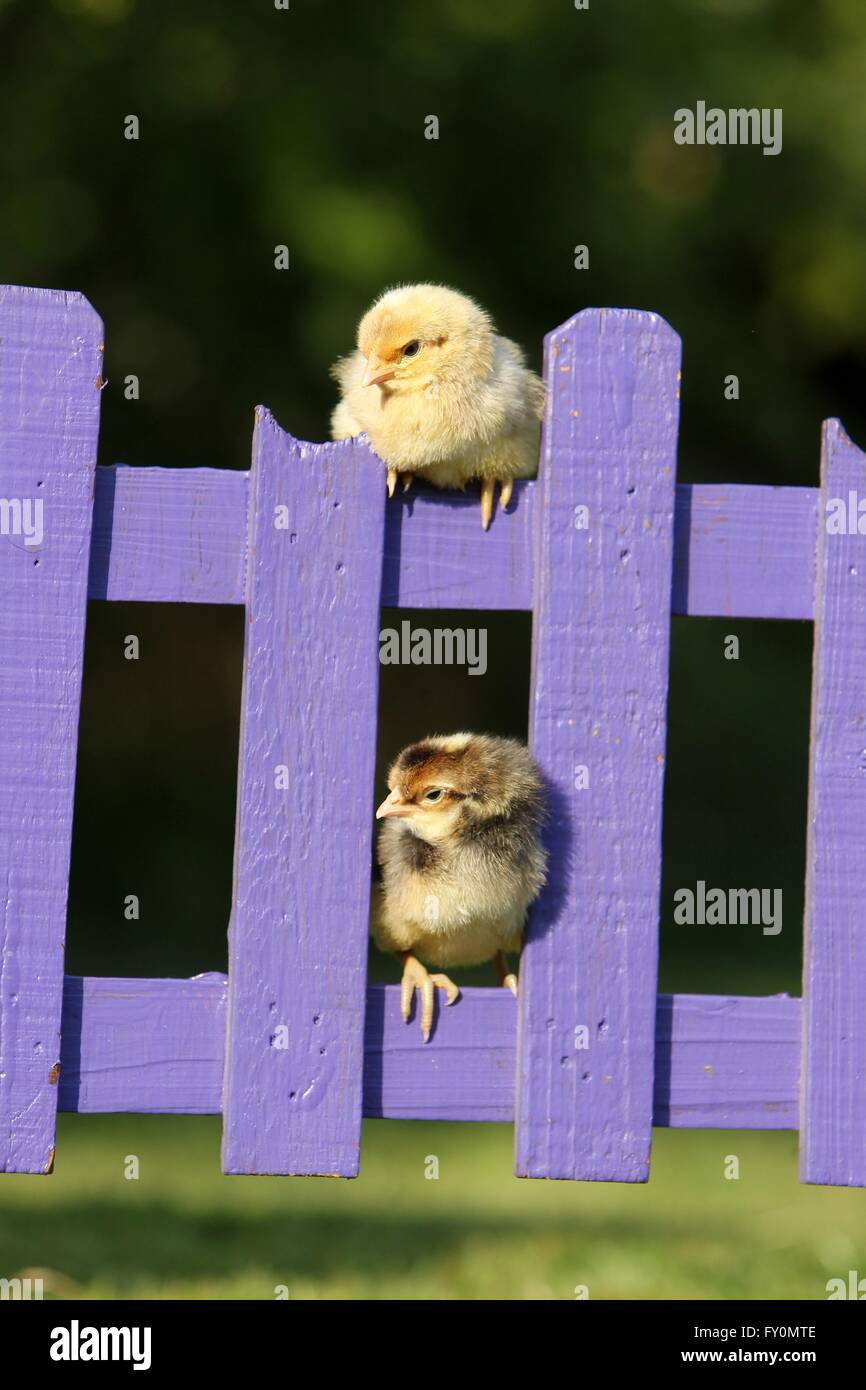 Pollo con i pulcini immagini e fotografie stock ad alta risoluzione - Alamy