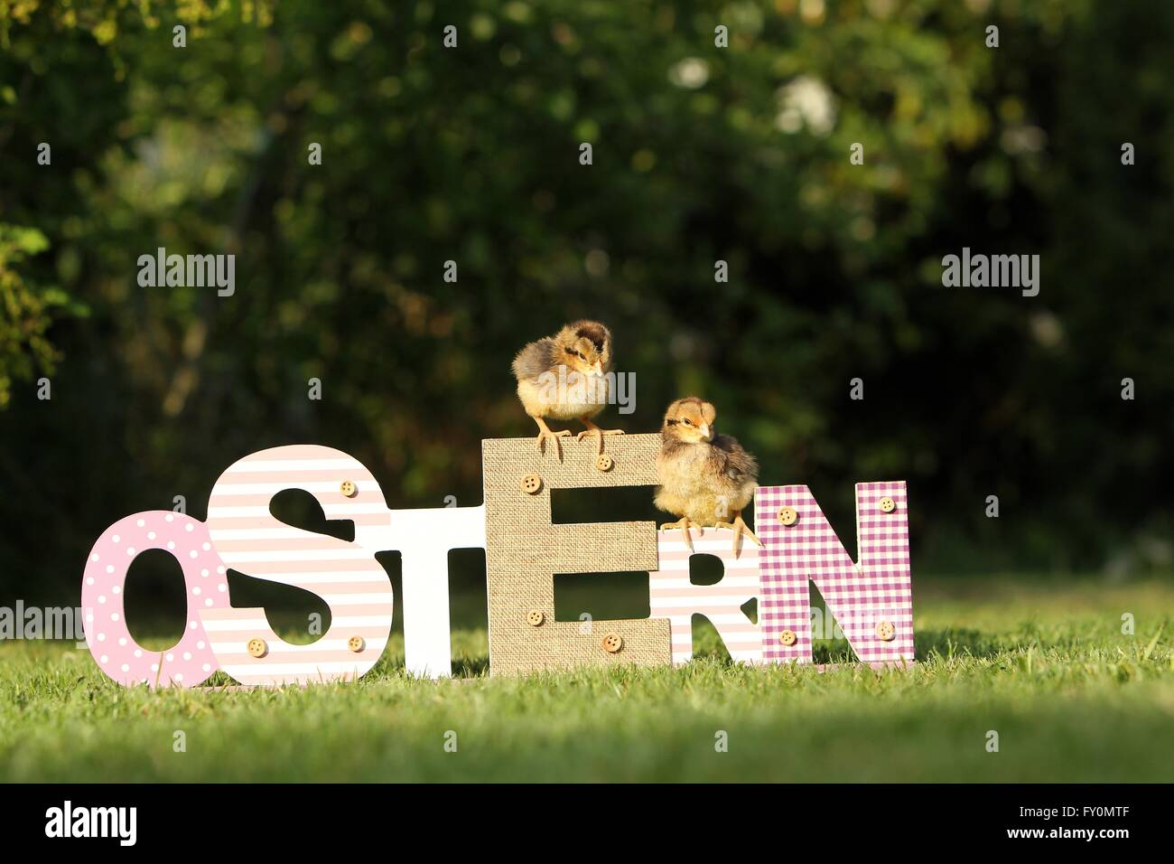 Pollo con i pulcini immagini e fotografie stock ad alta risoluzione - Alamy