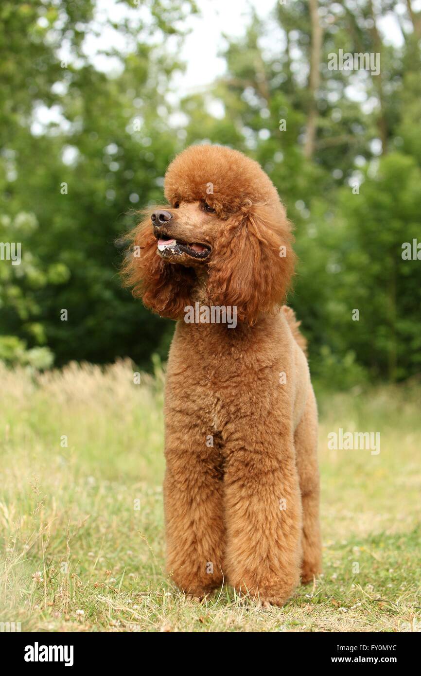 Barboncino rosso immagini e fotografie stock ad alta risoluzione - Alamy