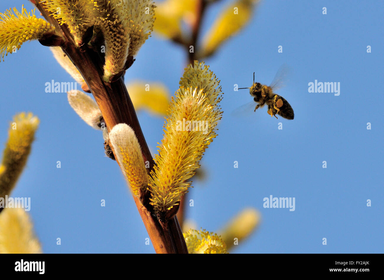 Volo di un'ape immagini e fotografie stock ad alta risoluzione - Alamy