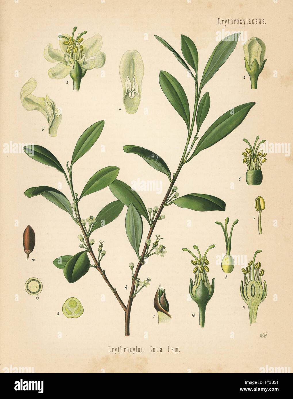 Struttura di coca, Erythroxylum coca (Erythroxylon coca ...