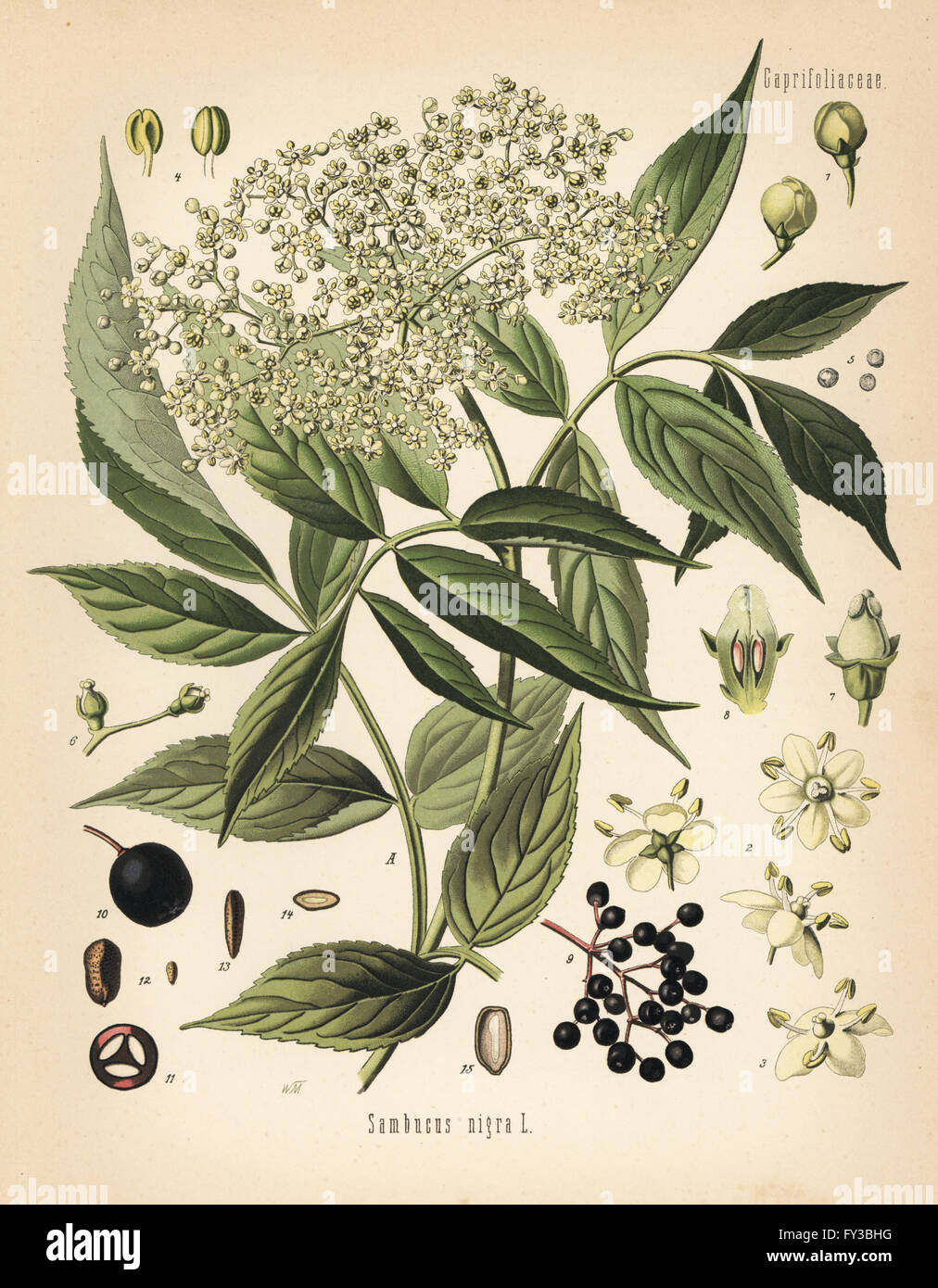 Sambucus illustration immagini e fotografie stock ad alta risoluzione ...