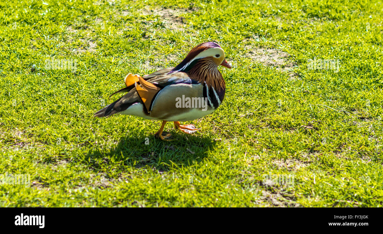 Anatre simboli di mandarino immagini e fotografie stock ad alta ...