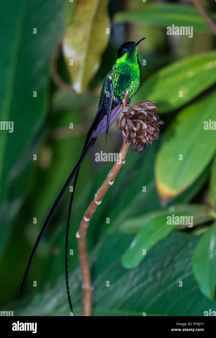 Una specie endemica nero-fatturati Streamertail Hummingbird (Trochilus ...
