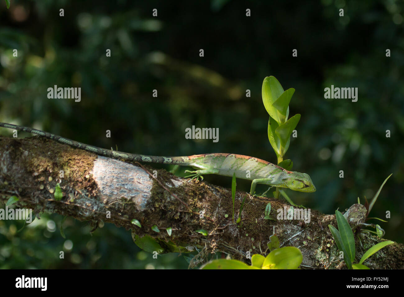 La chioma della selva immagini e fotografie stock ad alta risoluzione ...