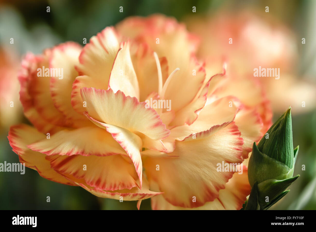 Garofano dianthus caryophyllus immagini e fotografie stock ad alta ...