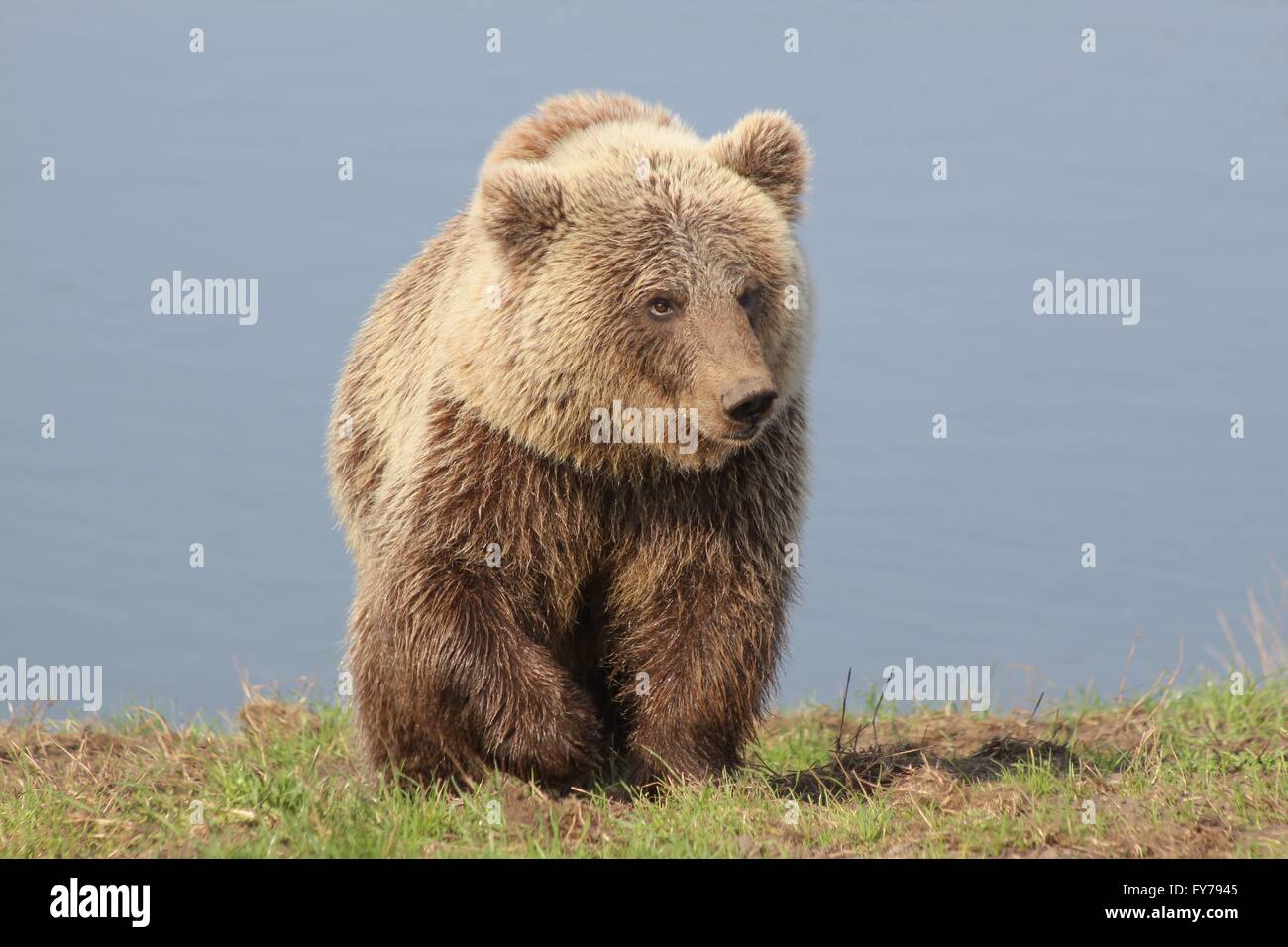 Orso che immagini e fotografie stock ad alta risoluzione - Alamy