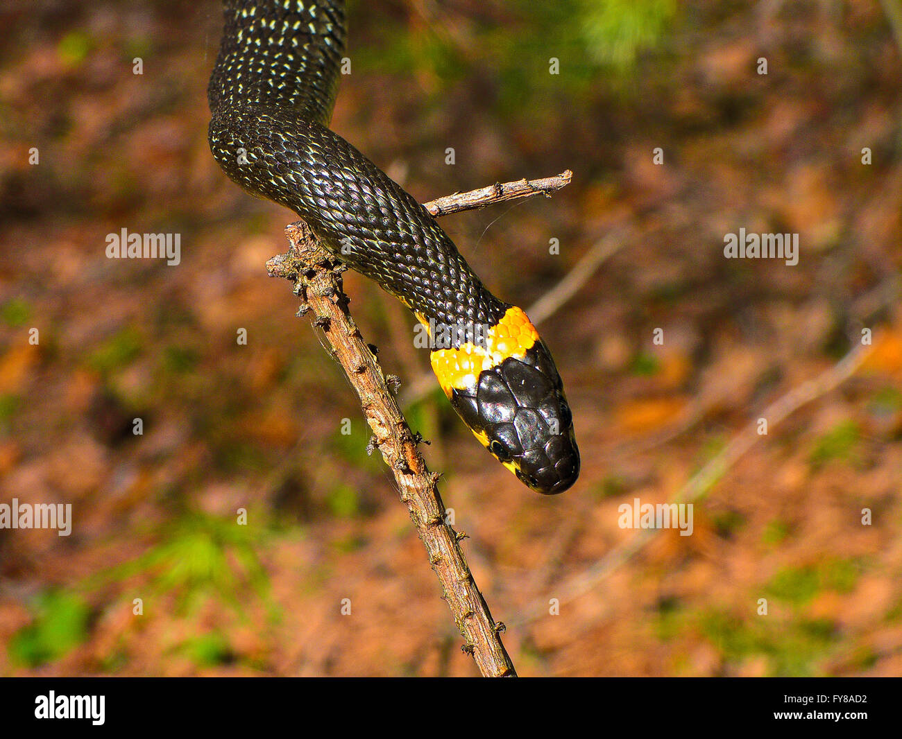 Snake head mouth immagini e fotografie stock ad alta risoluzione - Alamy