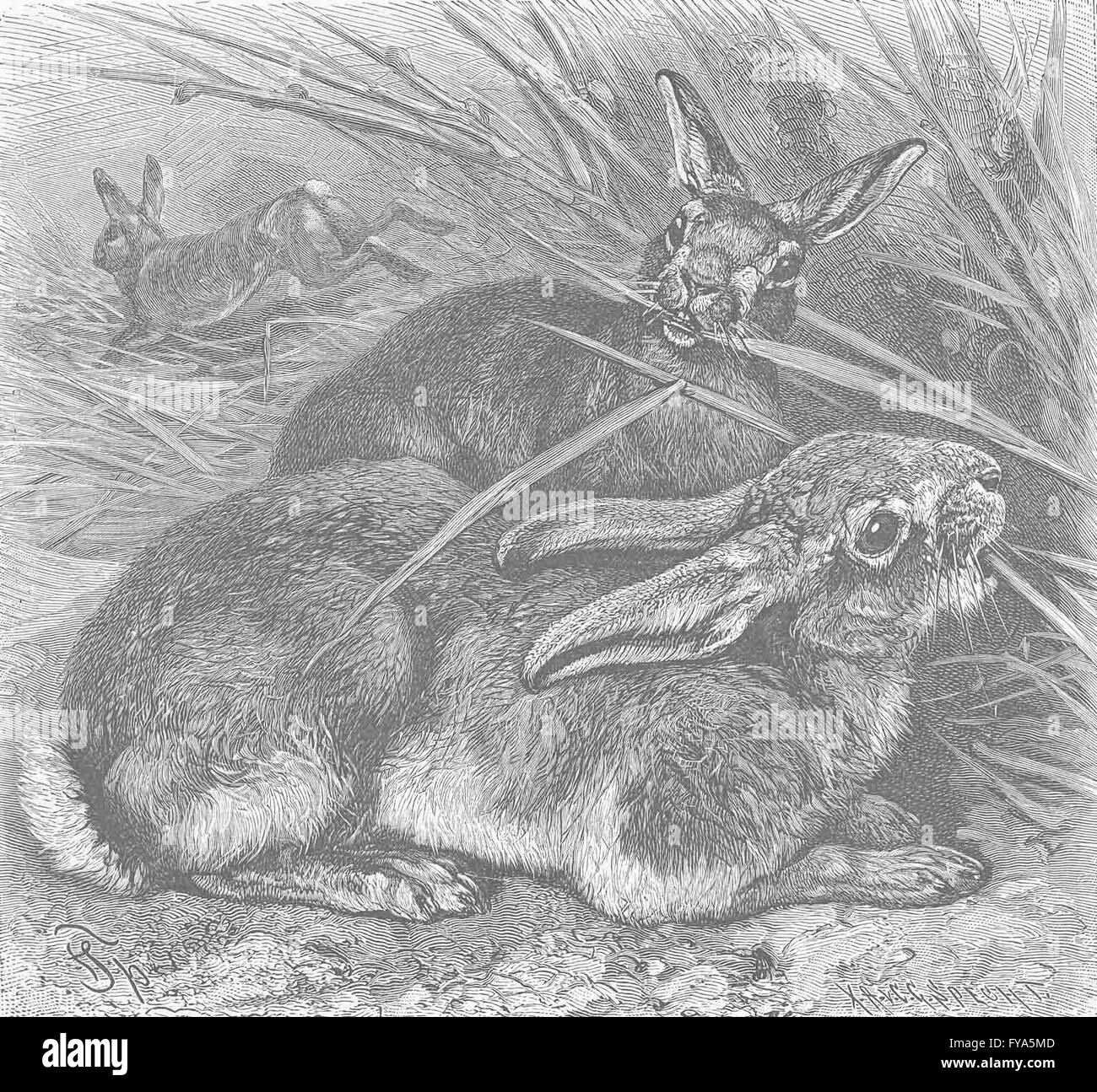 Lepri reali immagini e fotografie stock ad alta risoluzione - Alamy