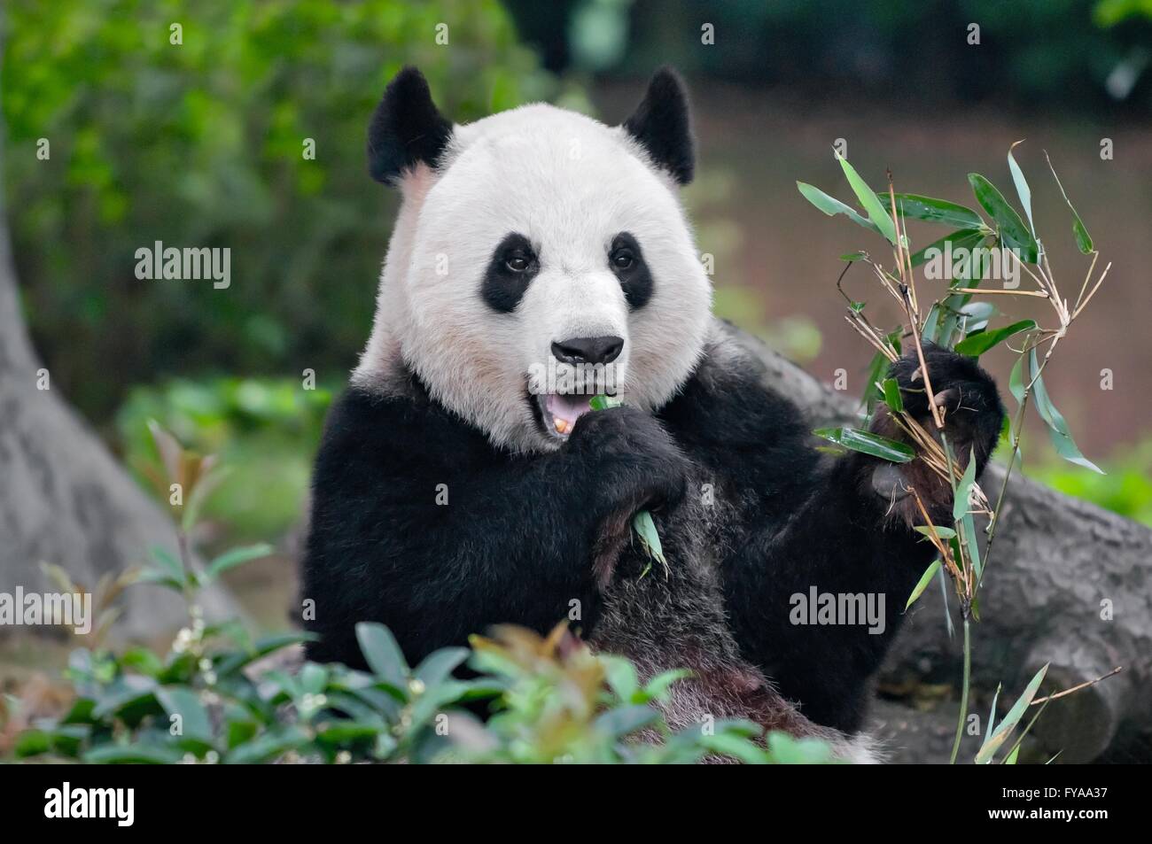 Panda gigante immagini e fotografie stock ad alta risoluzione - Alamy