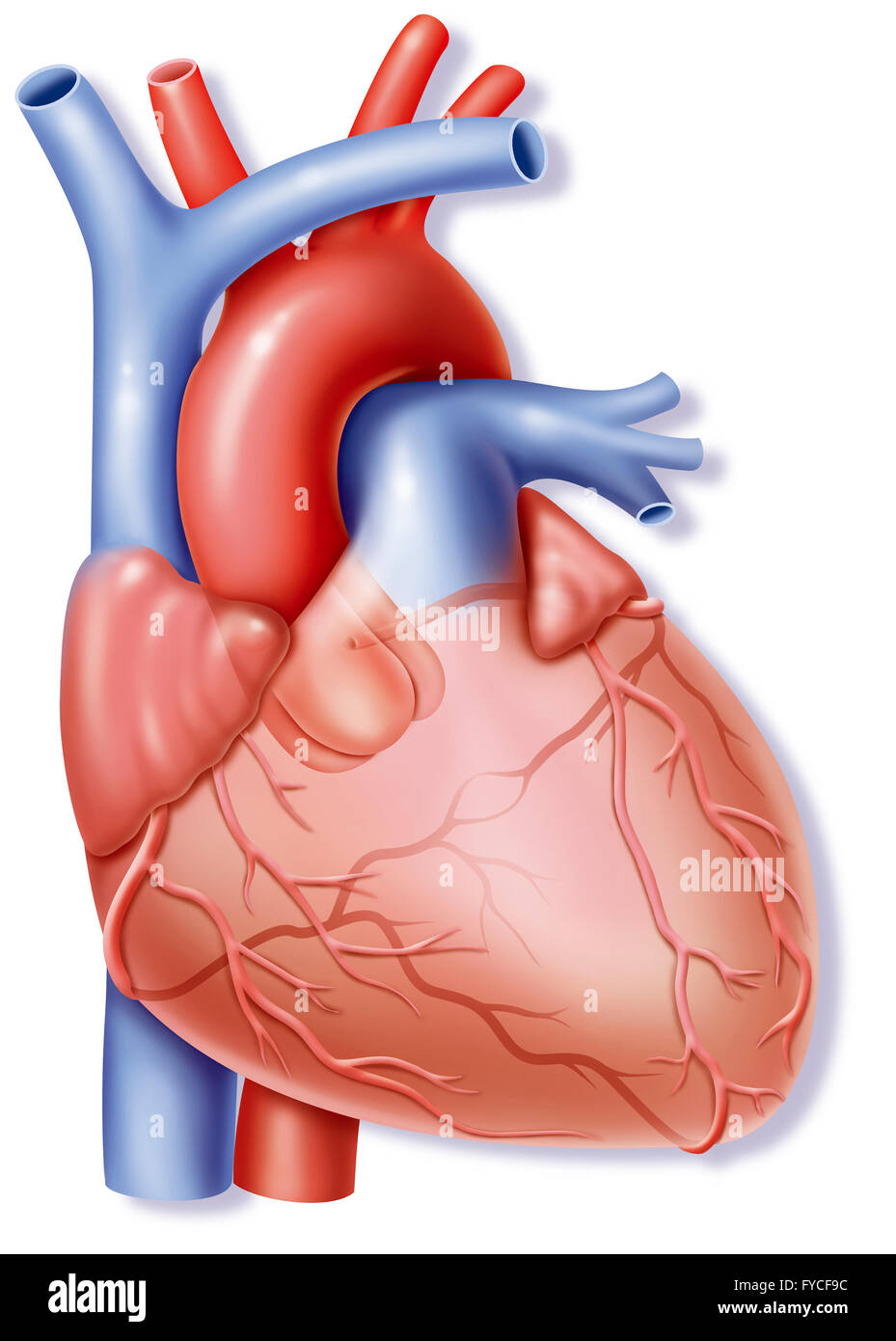 Cuore umano anatomico immagini e fotografie stock ad alta risoluzione ...