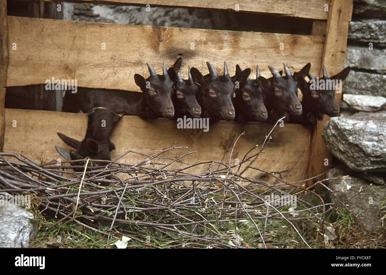 Capretta con le corna immagini e fotografie stock ad alta risoluzione ...