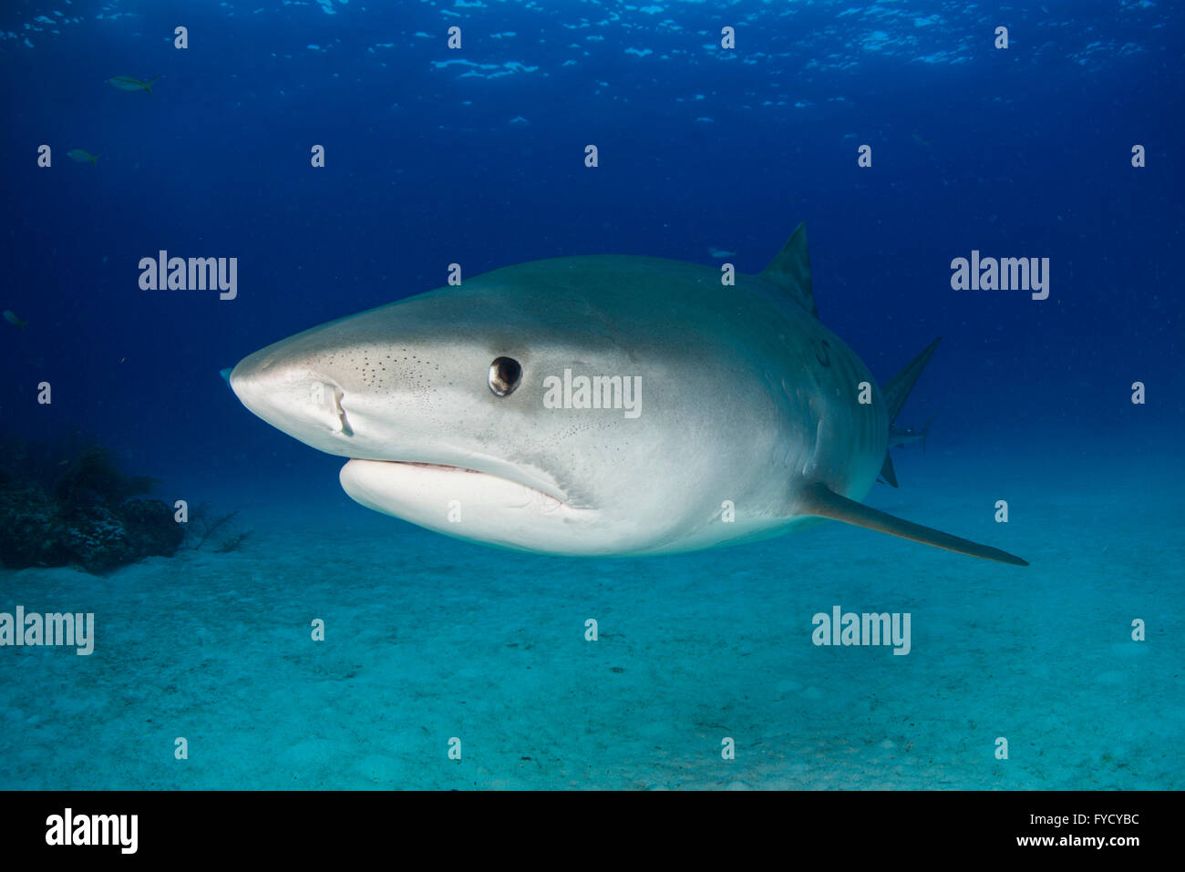 Tigre squalo galeocerdo cuvier immagini e fotografie stock ad alta ...