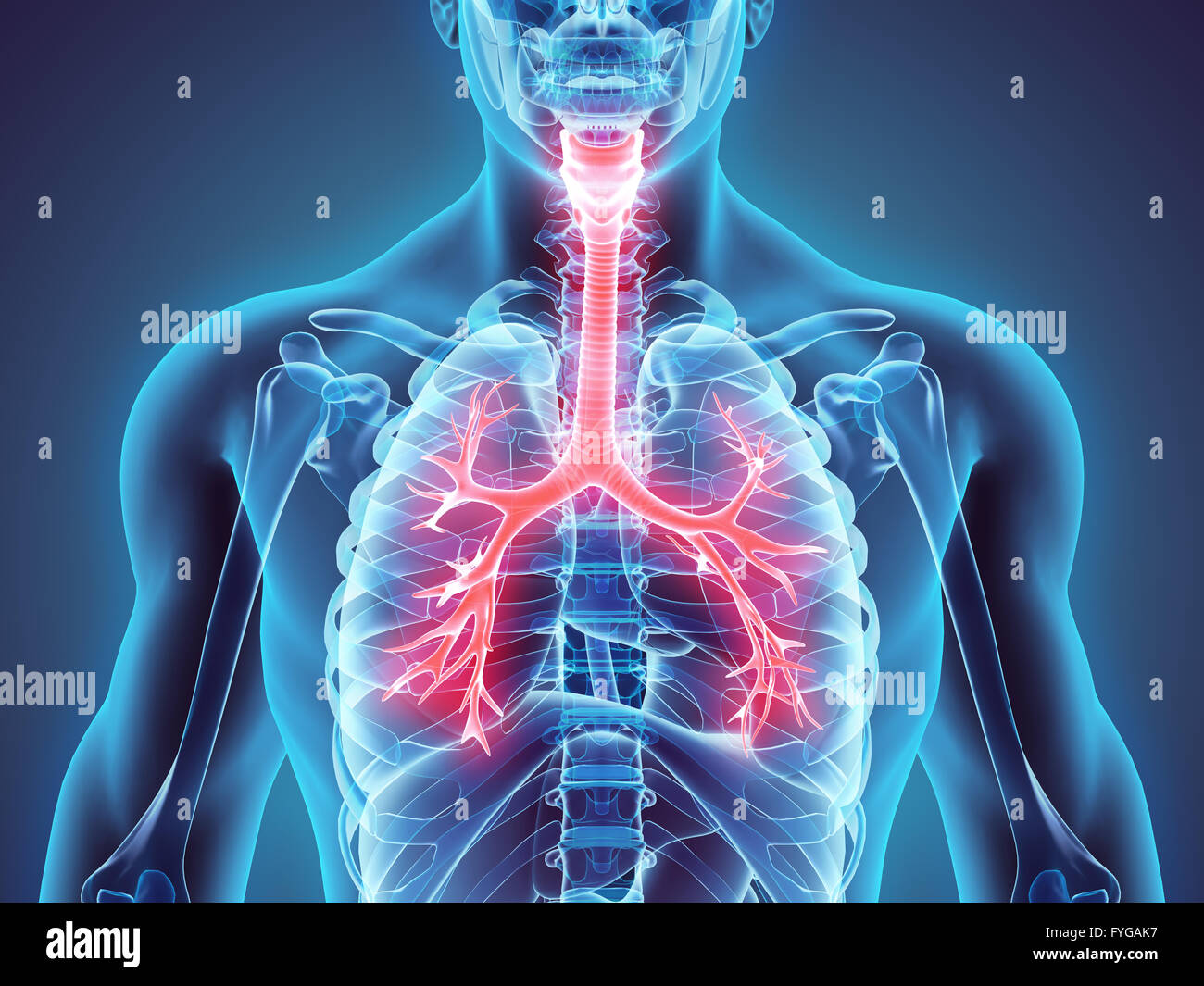 3D illustrazione della laringe Trachea Bronchi parte del sistema ...