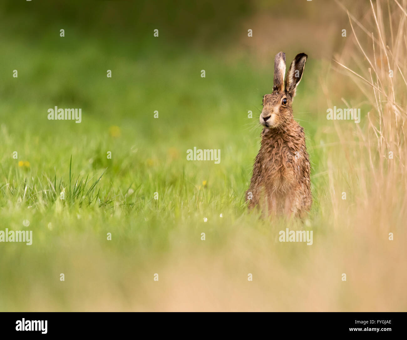 Lepre bagnata immagini e fotografie stock ad alta risoluzione - Alamy