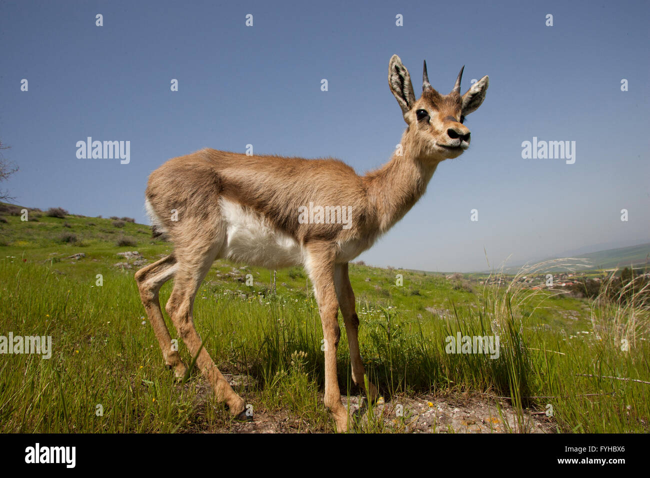 Montagna (Gazelle gazzella gazzella). Fotografato nella Bassa Galilea ...