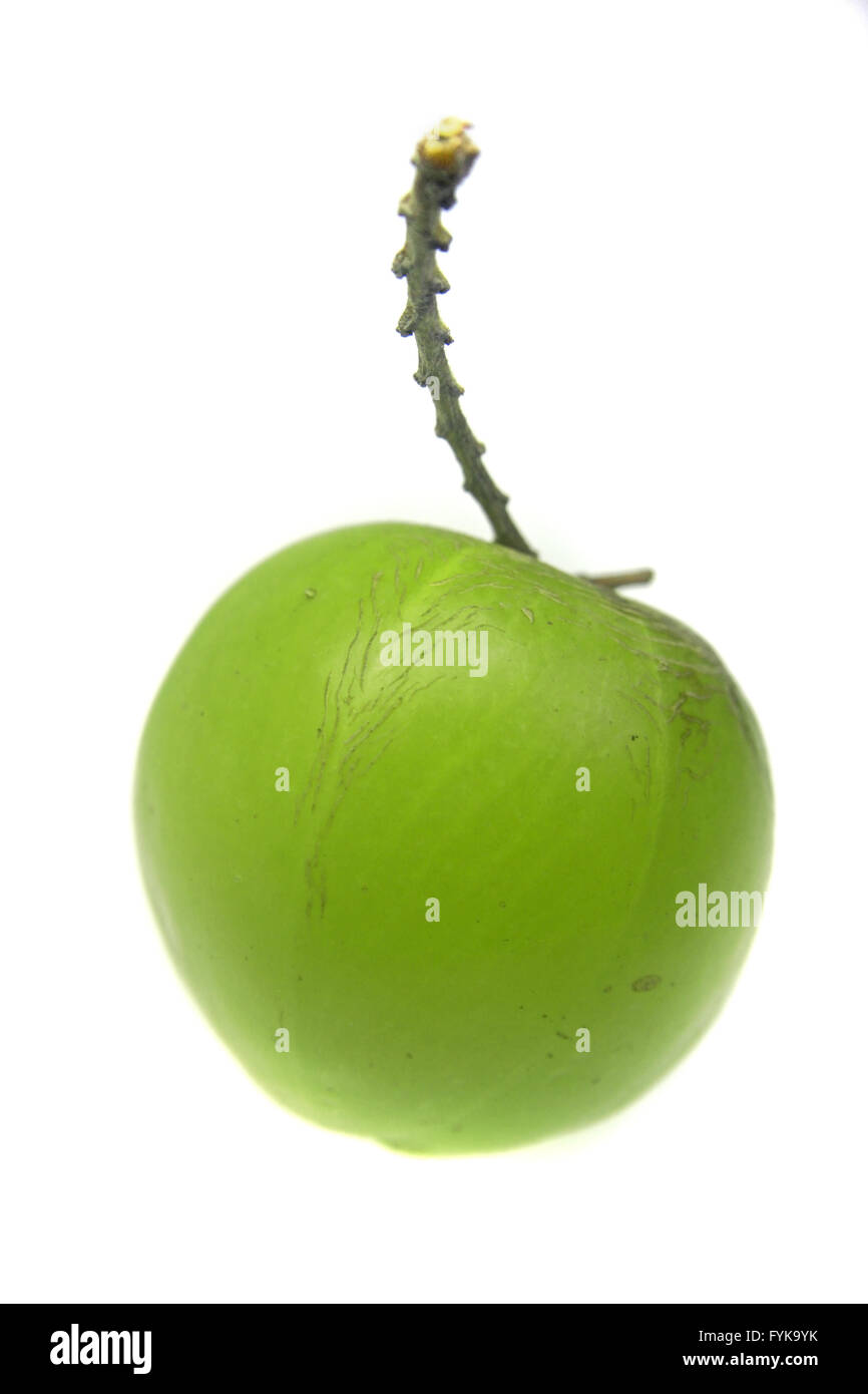 Phyllanthus emblica immagini e fotografie stock ad alta risoluzione - Alamy