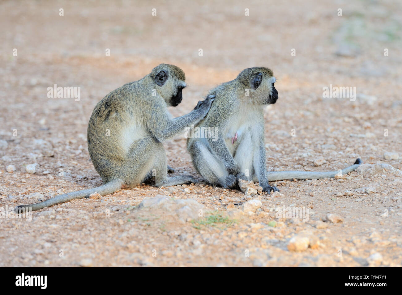 Scimmia Verde Africana Immagini e Fotos Stock - Alamy