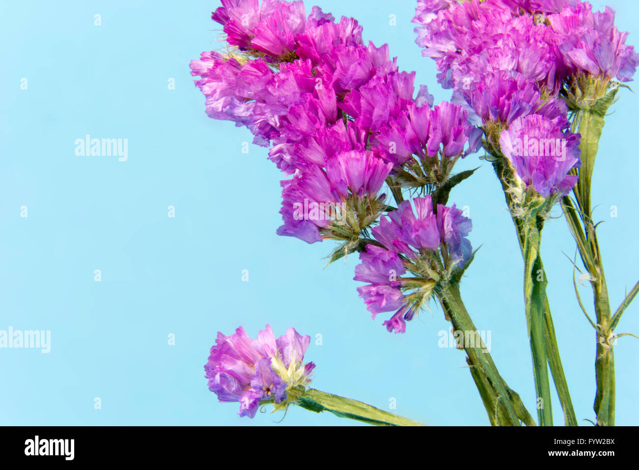 Sfondo blu ciano immagini e fotografie stock ad alta risoluzione - Alamy