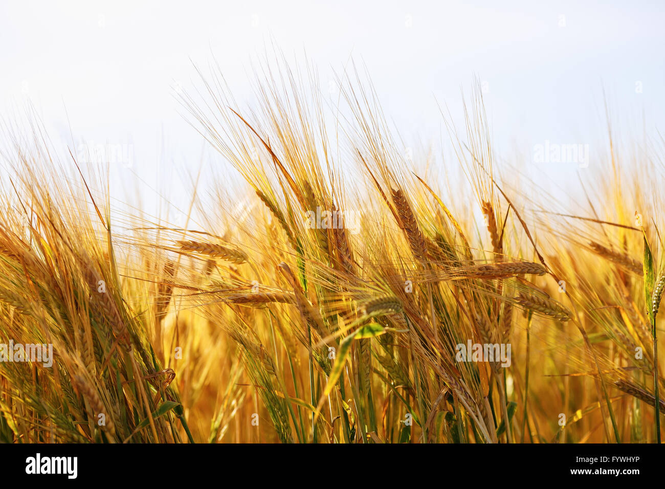 Spighe di grano dorato immagini e fotografie stock ad alta risoluzione ...