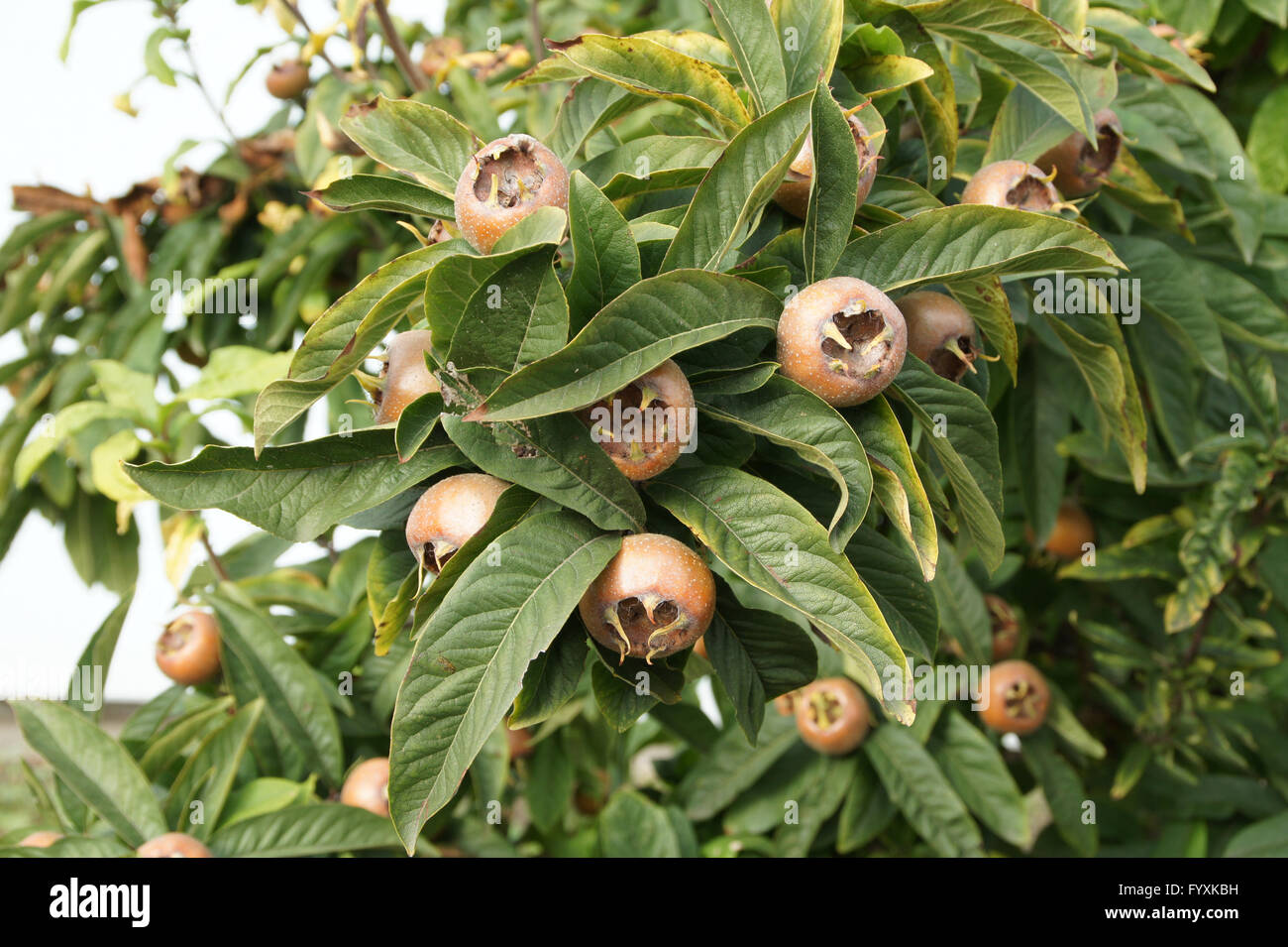 Mespilus germanica flower medlar immagini e fotografie stock ad alta ...