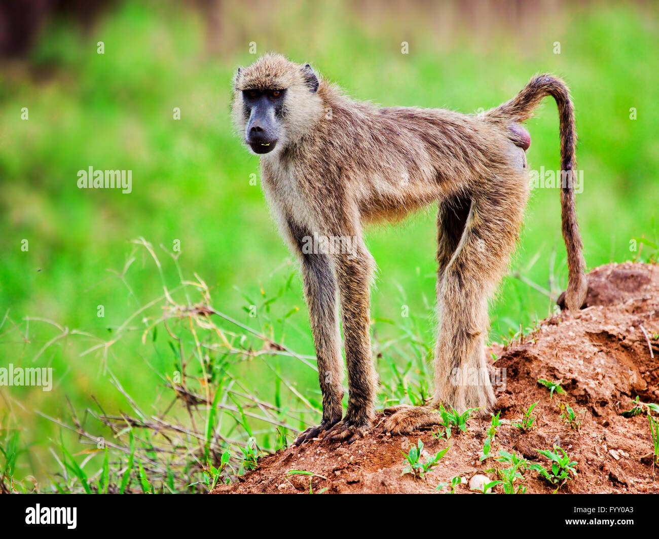 Scimmia verde africana immagini e fotografie stock ad alta risoluzione ...