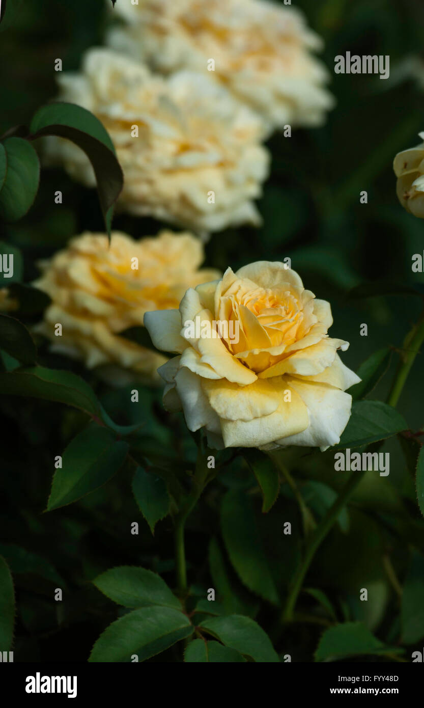 Renaissance fresco immagini e fotografie stock ad alta risoluzione - Alamy