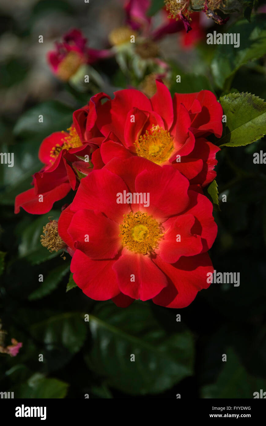 Bud bailey immagini e fotografie stock ad alta risoluzione - Alamy