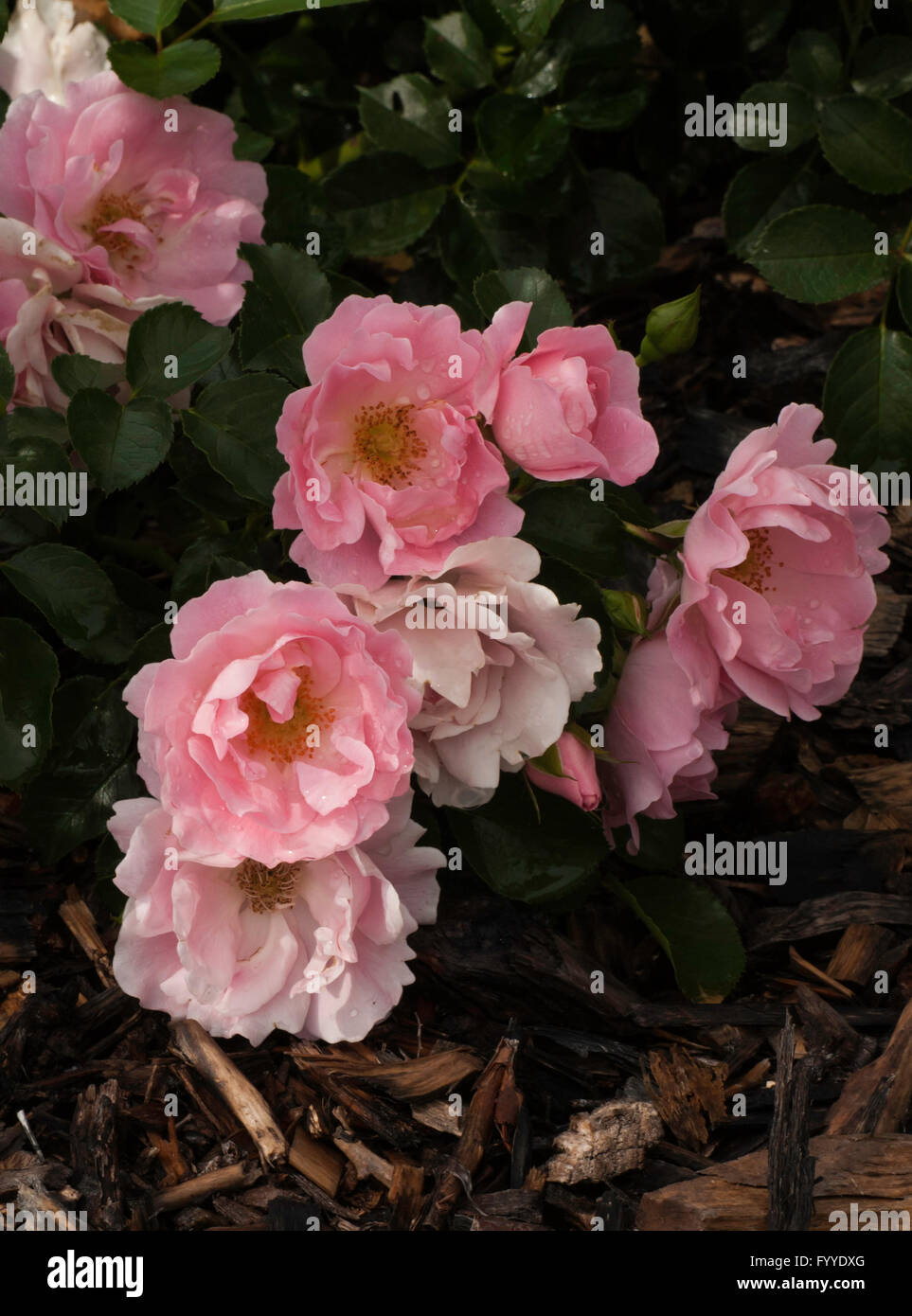 Flora del surrey immagini e fotografie stock ad alta risoluzione - Alamy