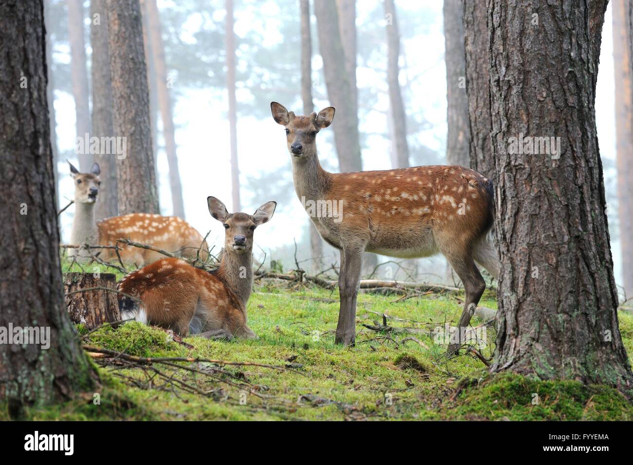 Sika hirsch immagini e fotografie stock ad alta risoluzione - Alamy