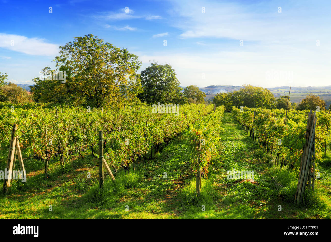 Vigneto in toscana immagini e fotografie stock ad alta risoluzione - Alamy