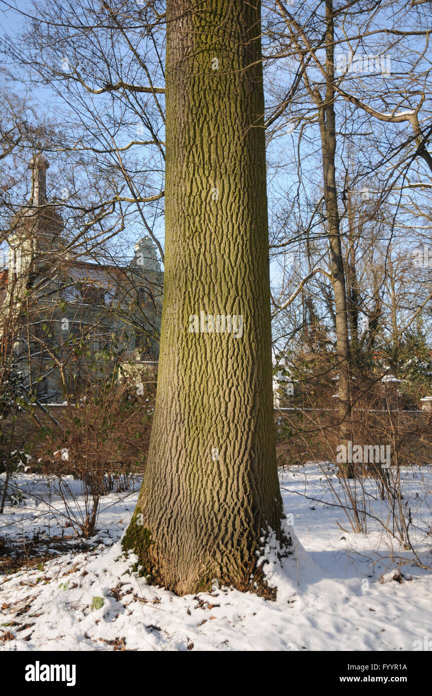 Ash tree fraxinus excelsior seeds immagini e fotografie stock ad alta ...