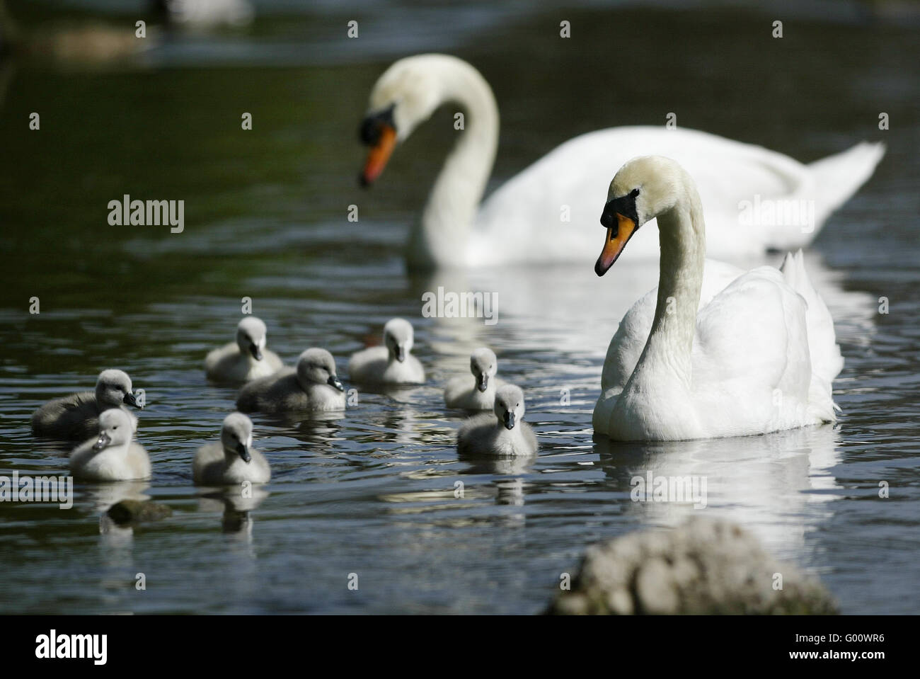 Cucciolo di cigno immagini e fotografie stock ad alta risoluzione - Alamy