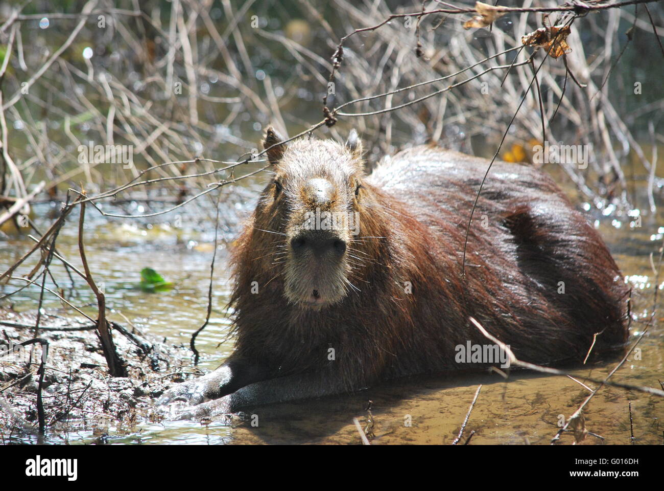 Capybara pantanal immagini e fotografie stock ad alta risoluzione - Alamy