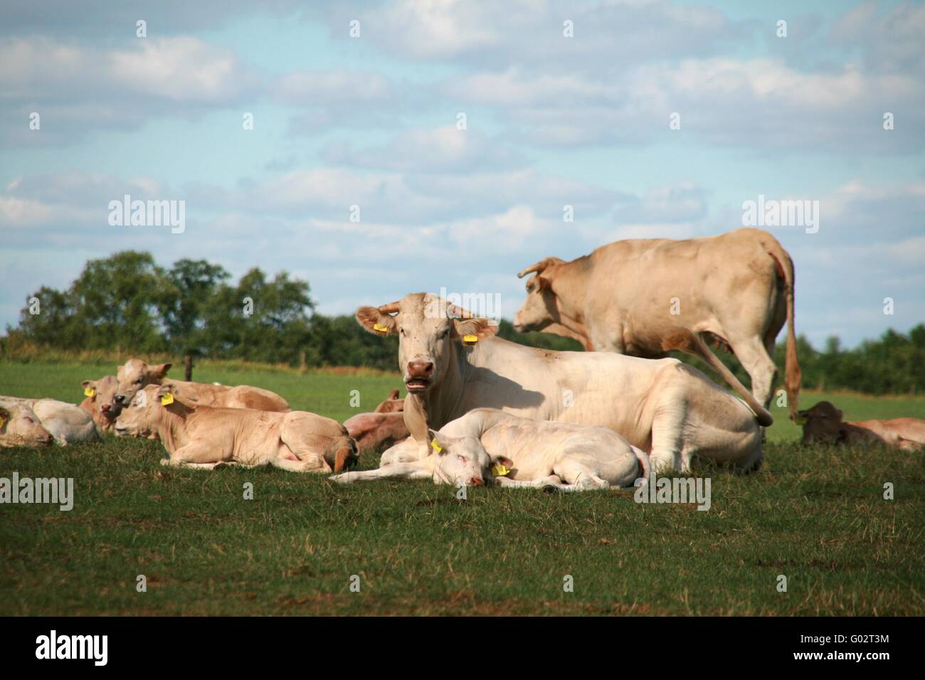 Mucche che ruminano immagini e fotografie stock ad alta risoluzione - Alamy
