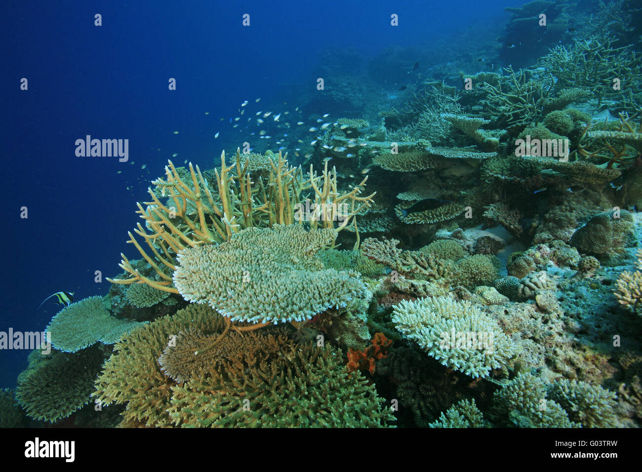 Riff bilder immagini e fotografie stock ad alta risoluzione - Alamy