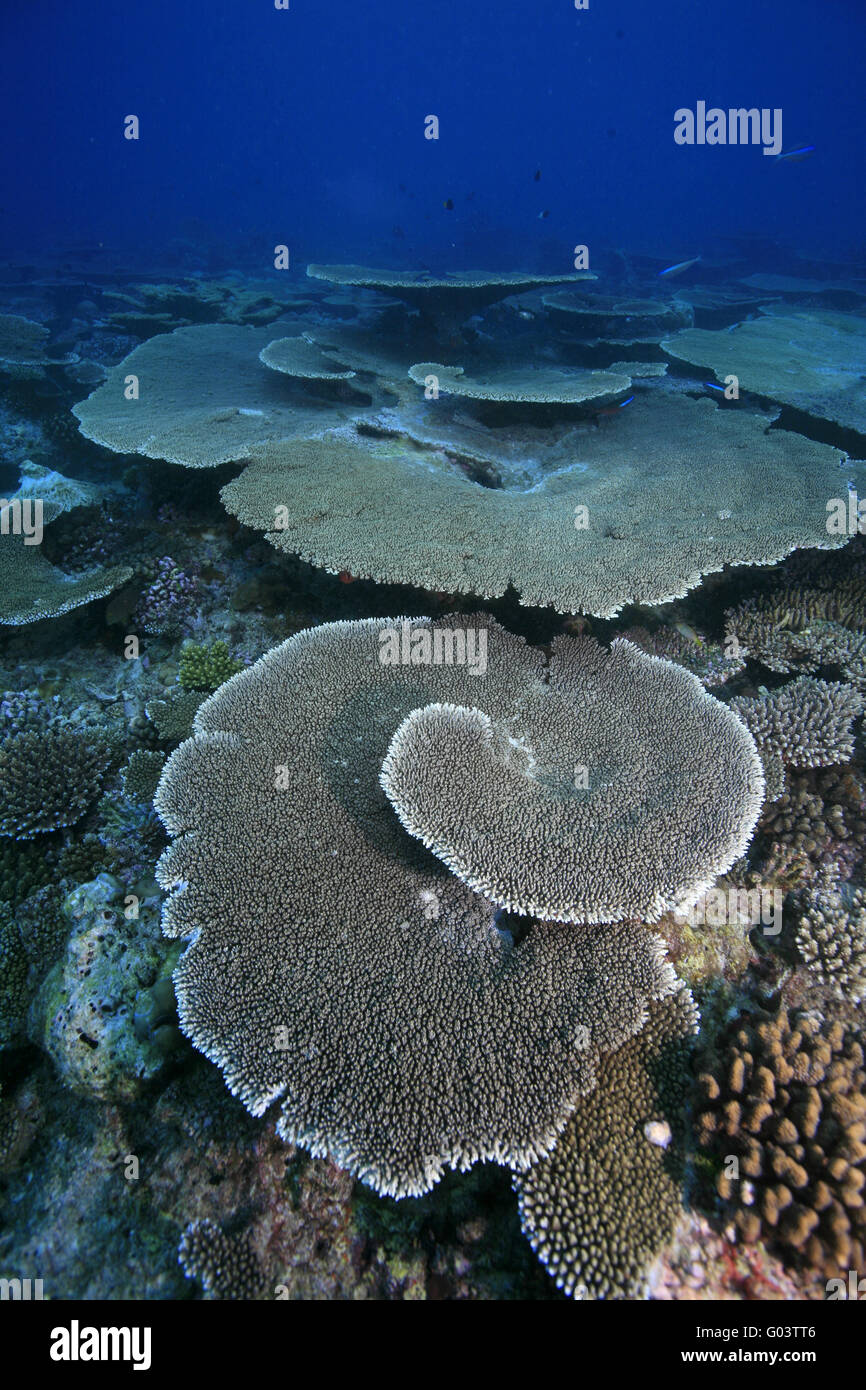 Riff bilder immagini e fotografie stock ad alta risoluzione - Alamy