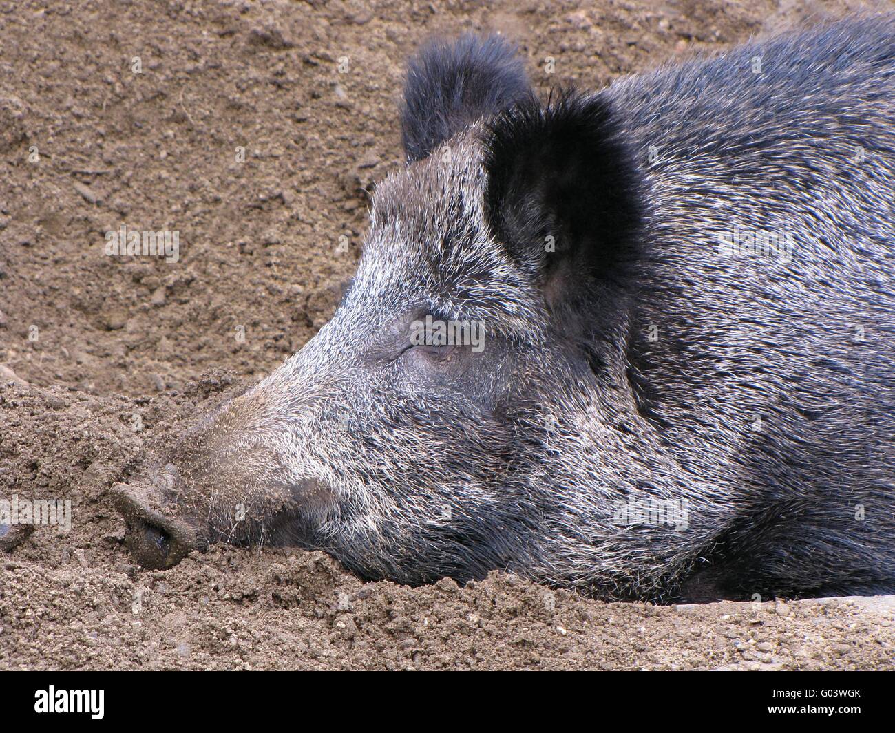 Cinghiale marrone immagini e fotografie stock ad alta risoluzione - Alamy