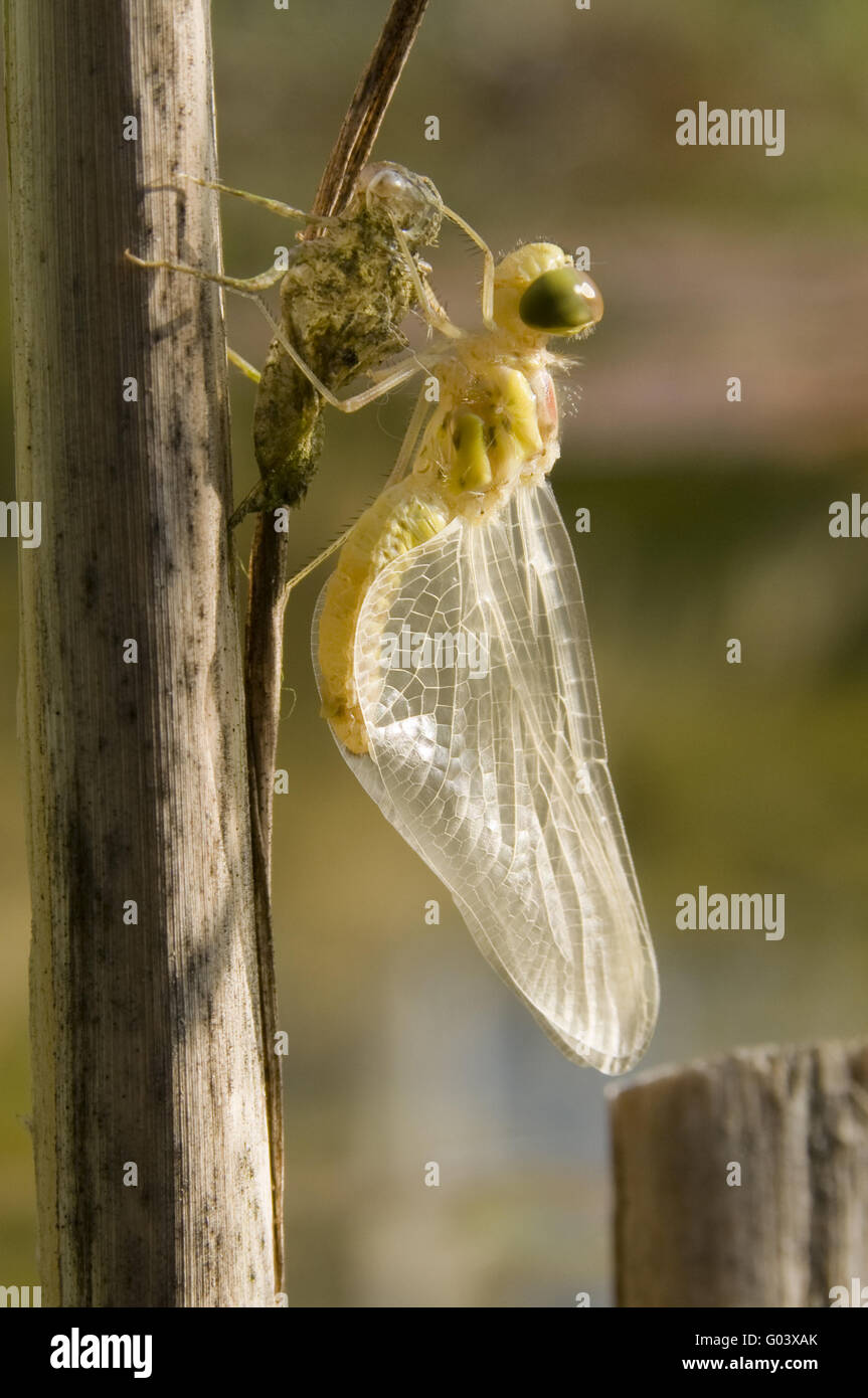 Ciclo di vita della natura imago immagini e fotografie stock ad alta ...