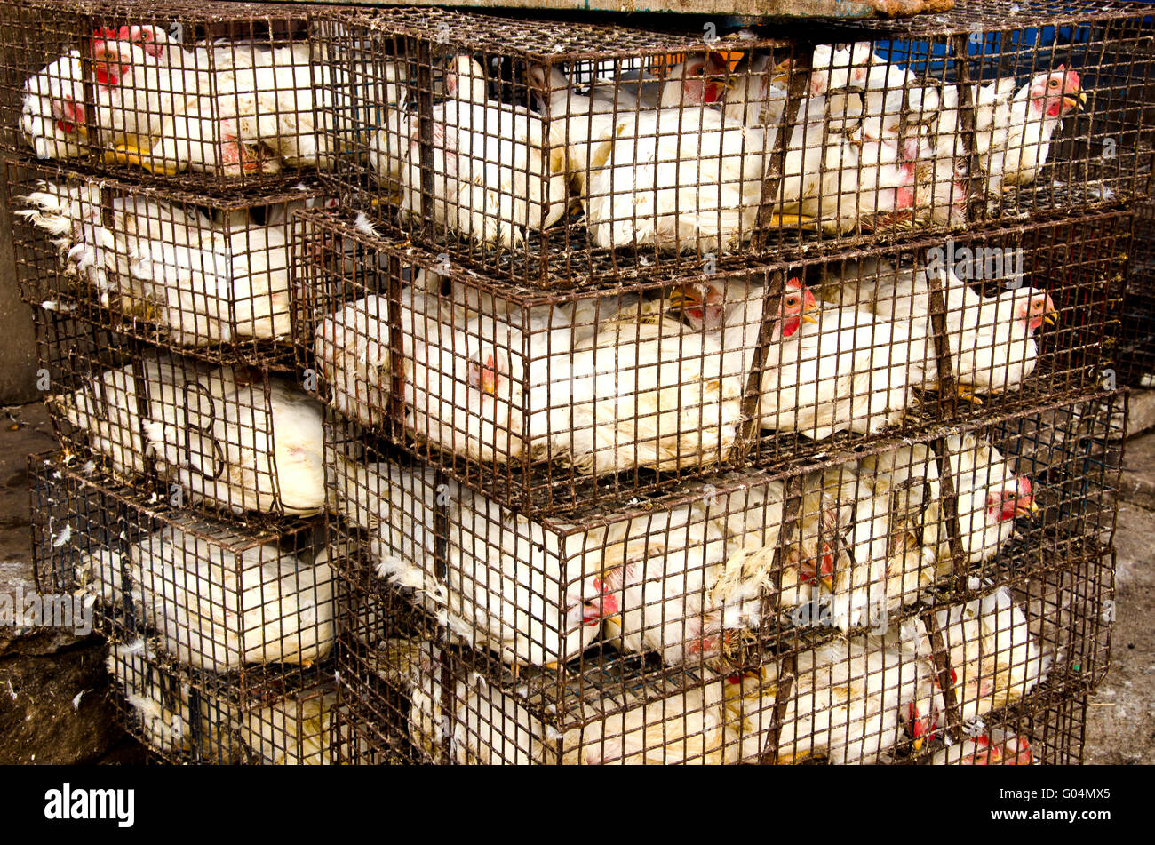 Mercato delle penne in india immagini e fotografie stock ad alta ...