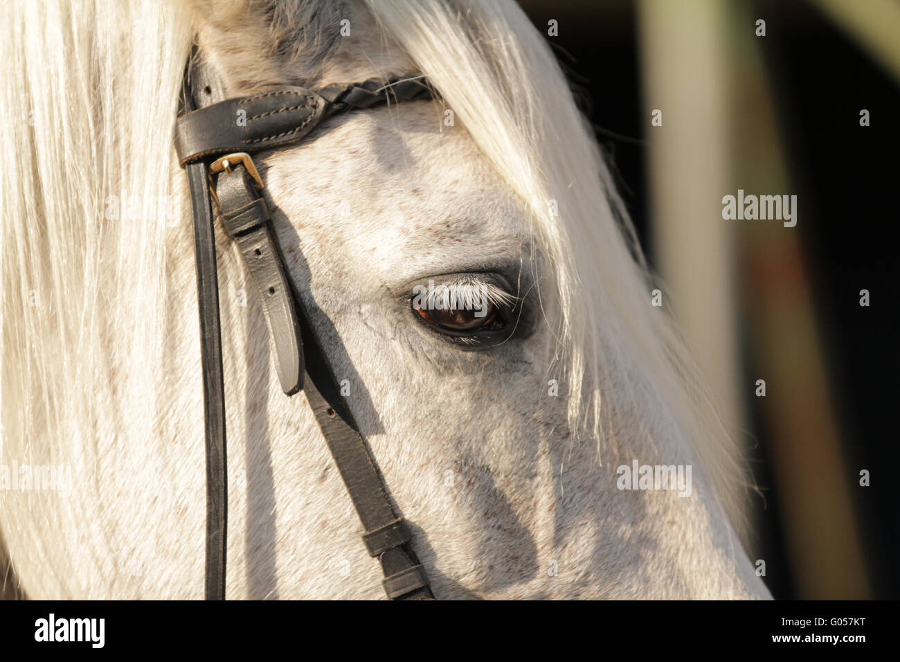 Cavallo andaluso bianco immagini e fotografie stock ad alta risoluzione ...